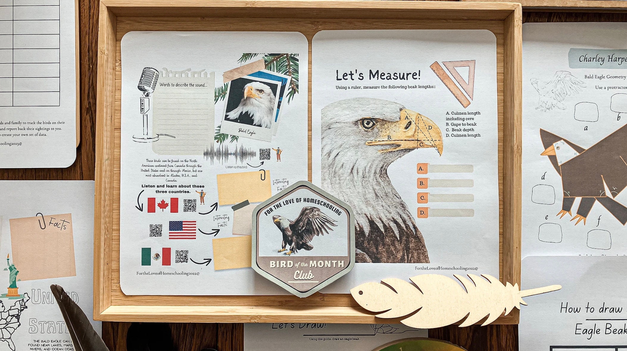 Bald Eagle Nature Study - Etsy