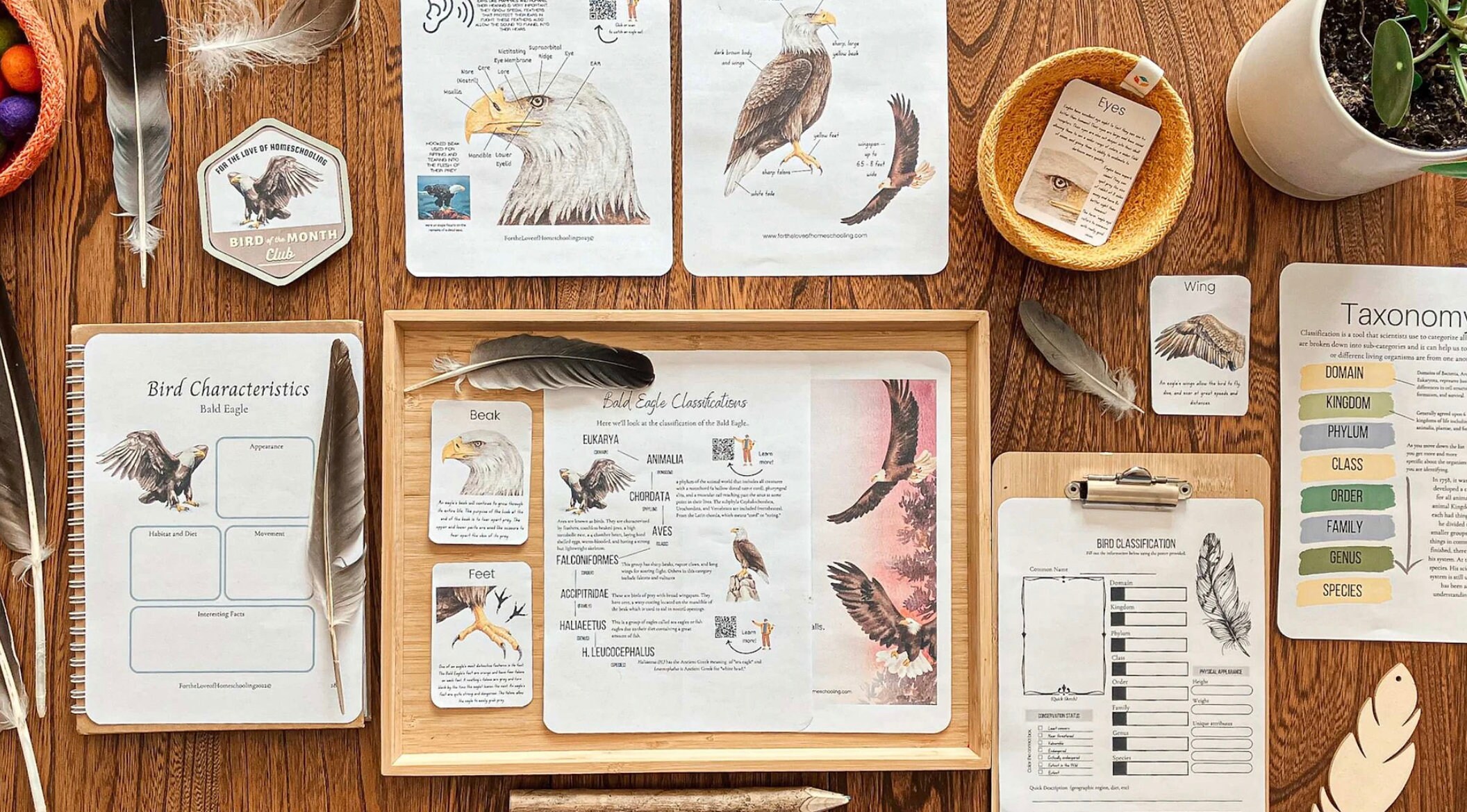 Bald Eagle Nature Study - Etsy