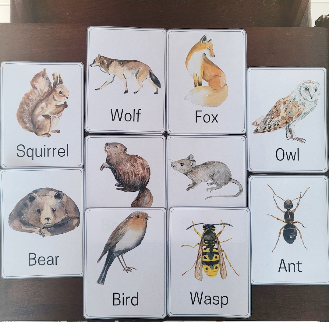 Animal Homes Identification, 3 Part Cards & Poster Set - Etsy UK