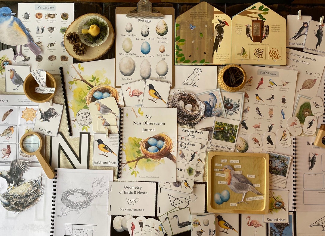 Nesting Birds Nature Study - Etsy