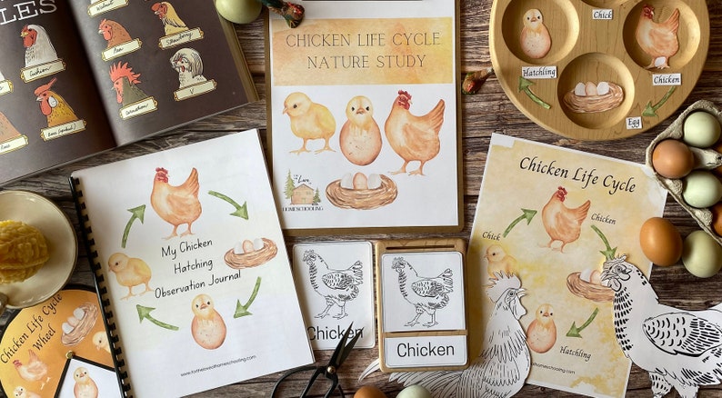 Chicken Life Cycle Nature Study - Etsy