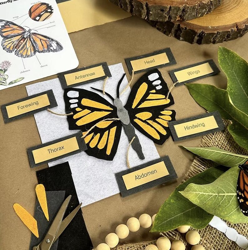 Butterfly Felt Anatomy Pack - Etsy