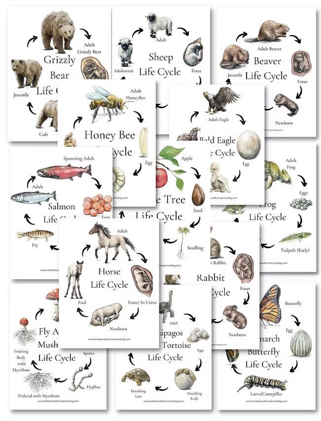 Life Cycle Mega Pack - Etsy