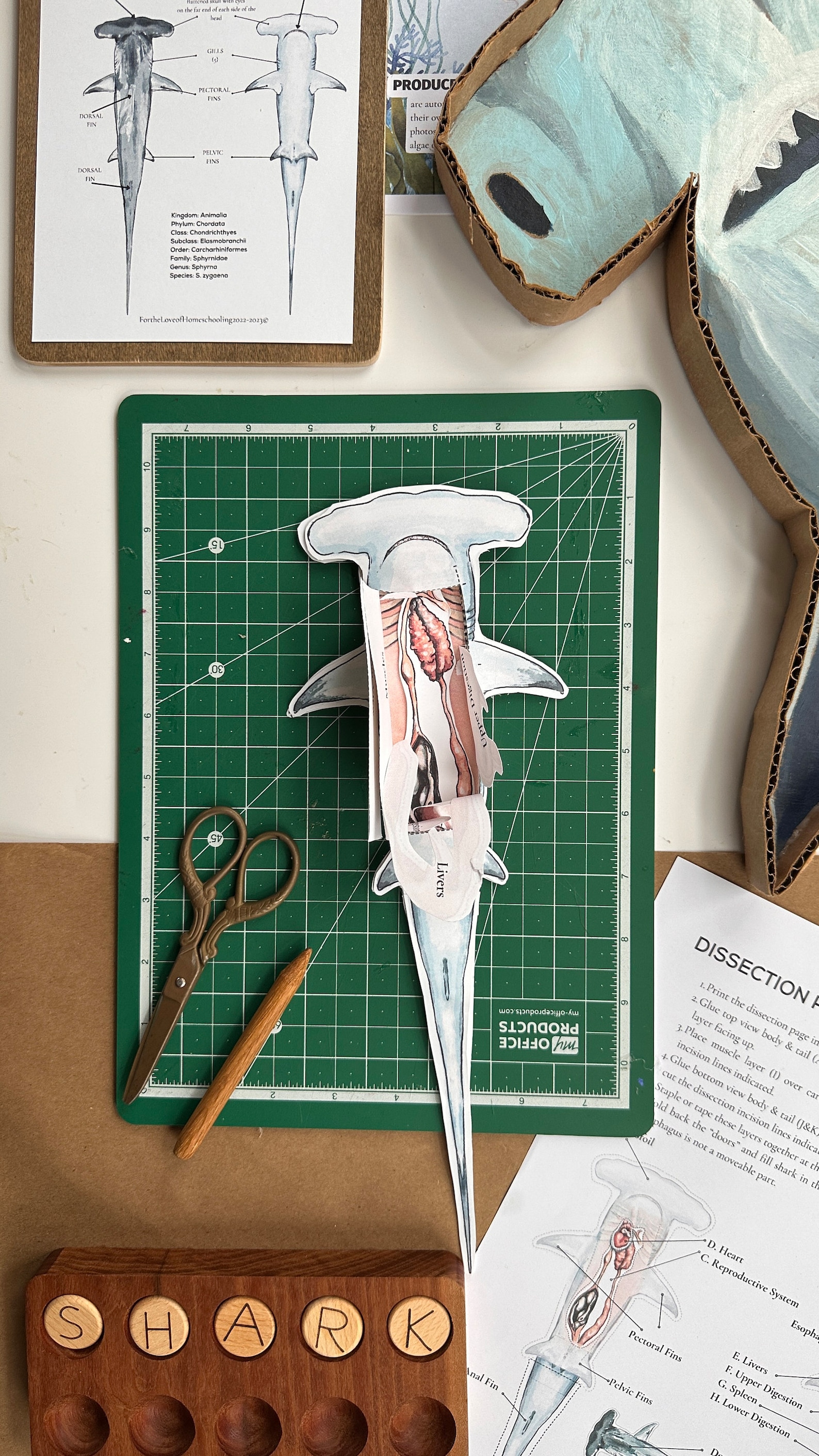 Hammerhead Shark Dissection - Etsy