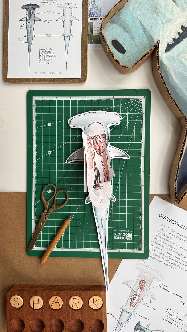 Hammerhead Shark Dissection - Etsy