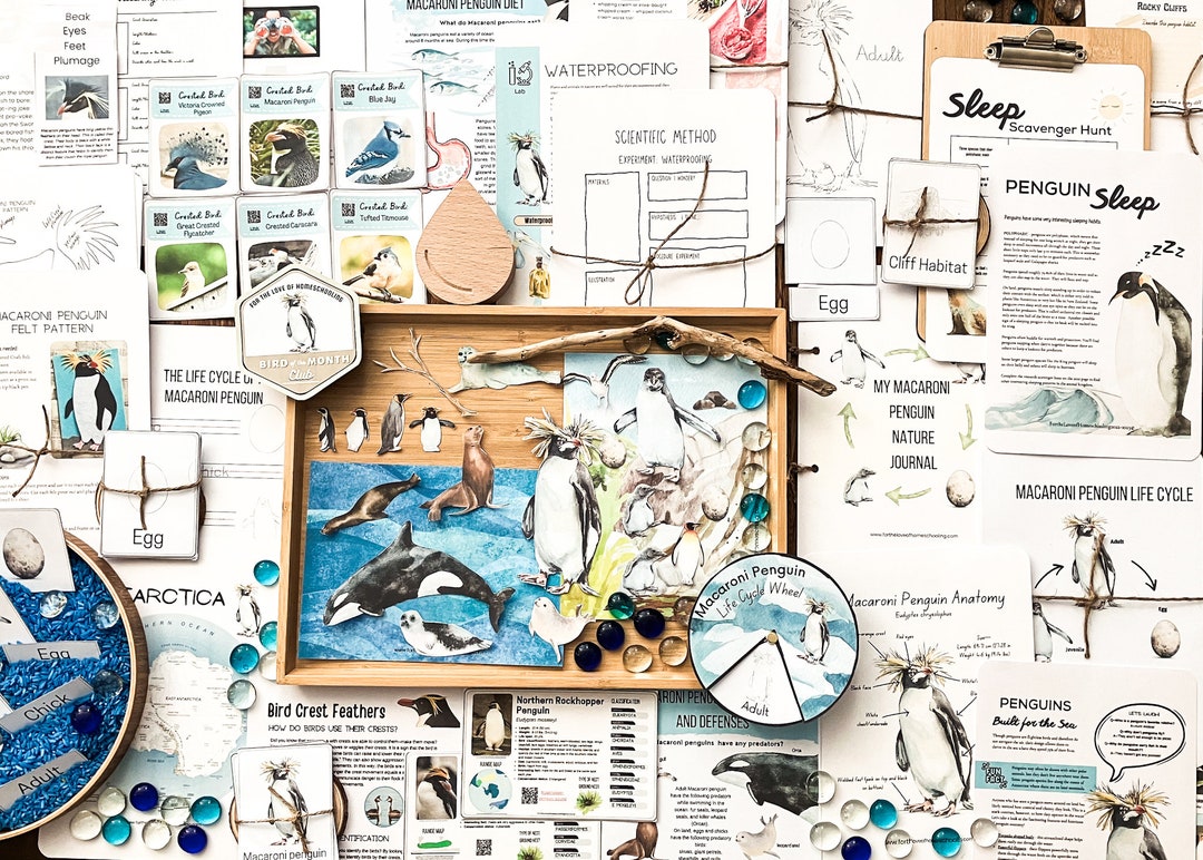 Macaroni Penguin Unit Study - Etsy