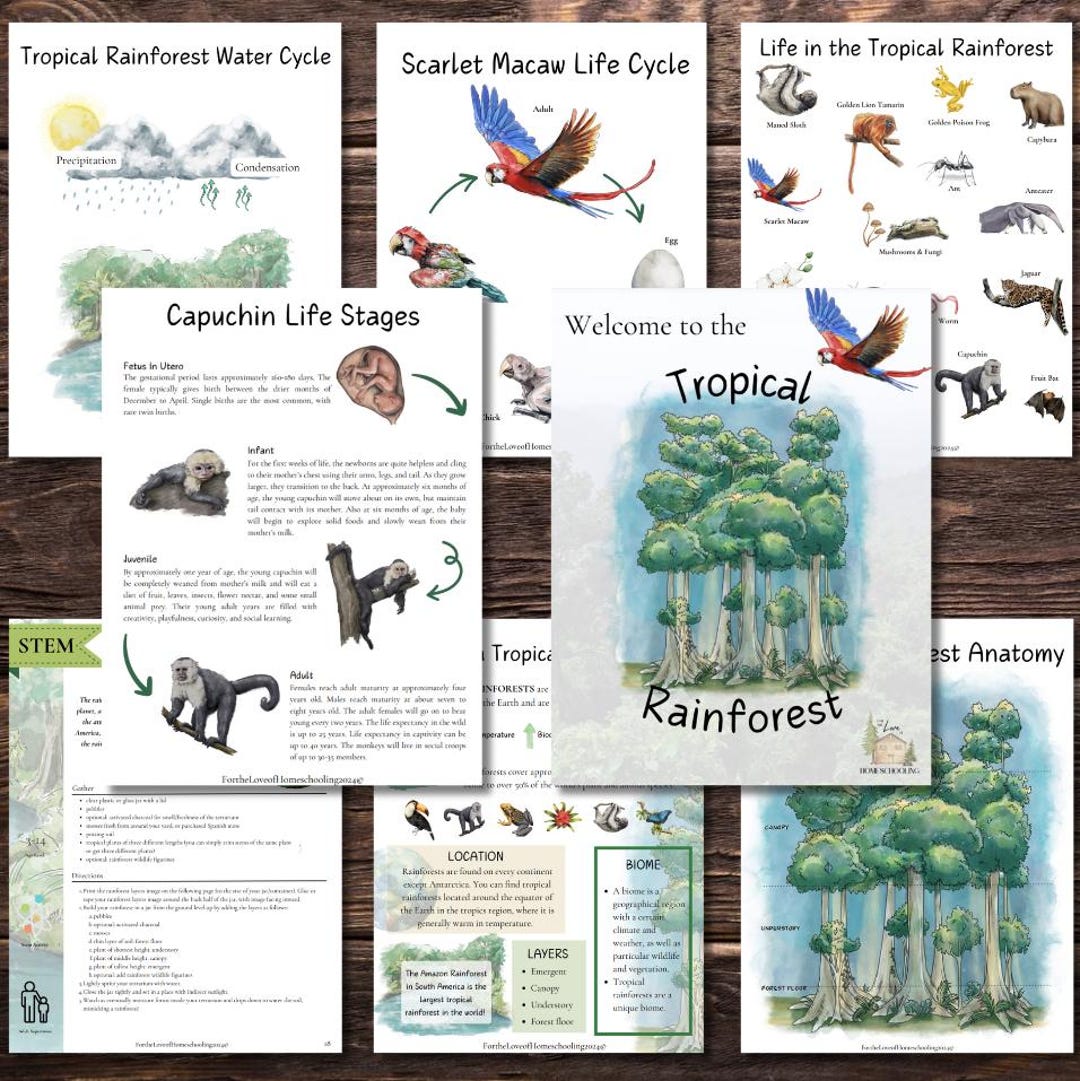 Tropical Rainforest Unit - Etsy