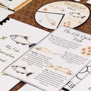 Fish Life Cycle Nature Study - Etsy