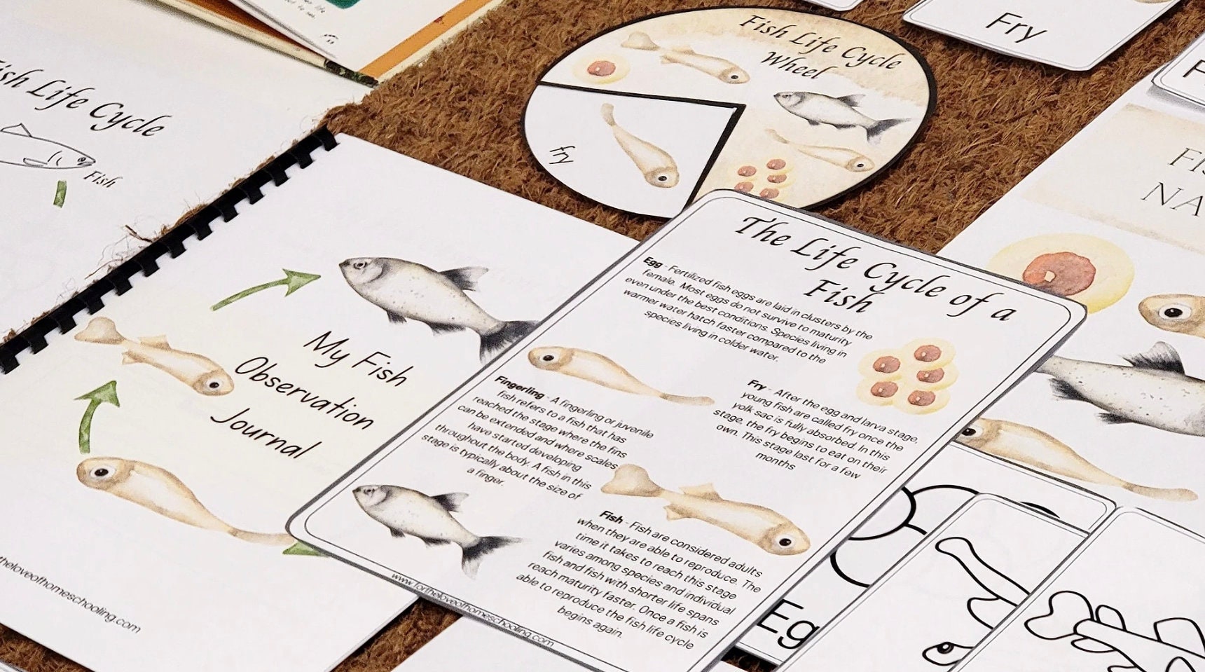 Fish Life Cycle Nature Study - Etsy