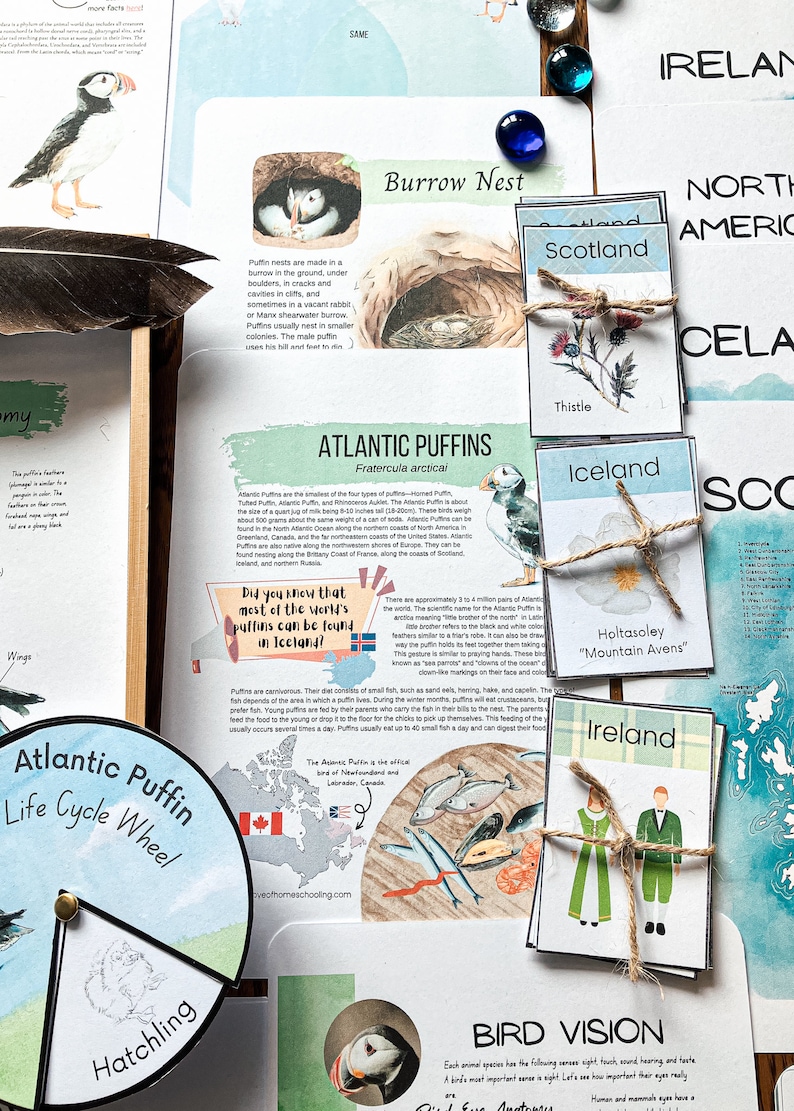 Atlantic Puffin Unit Study - Etsy