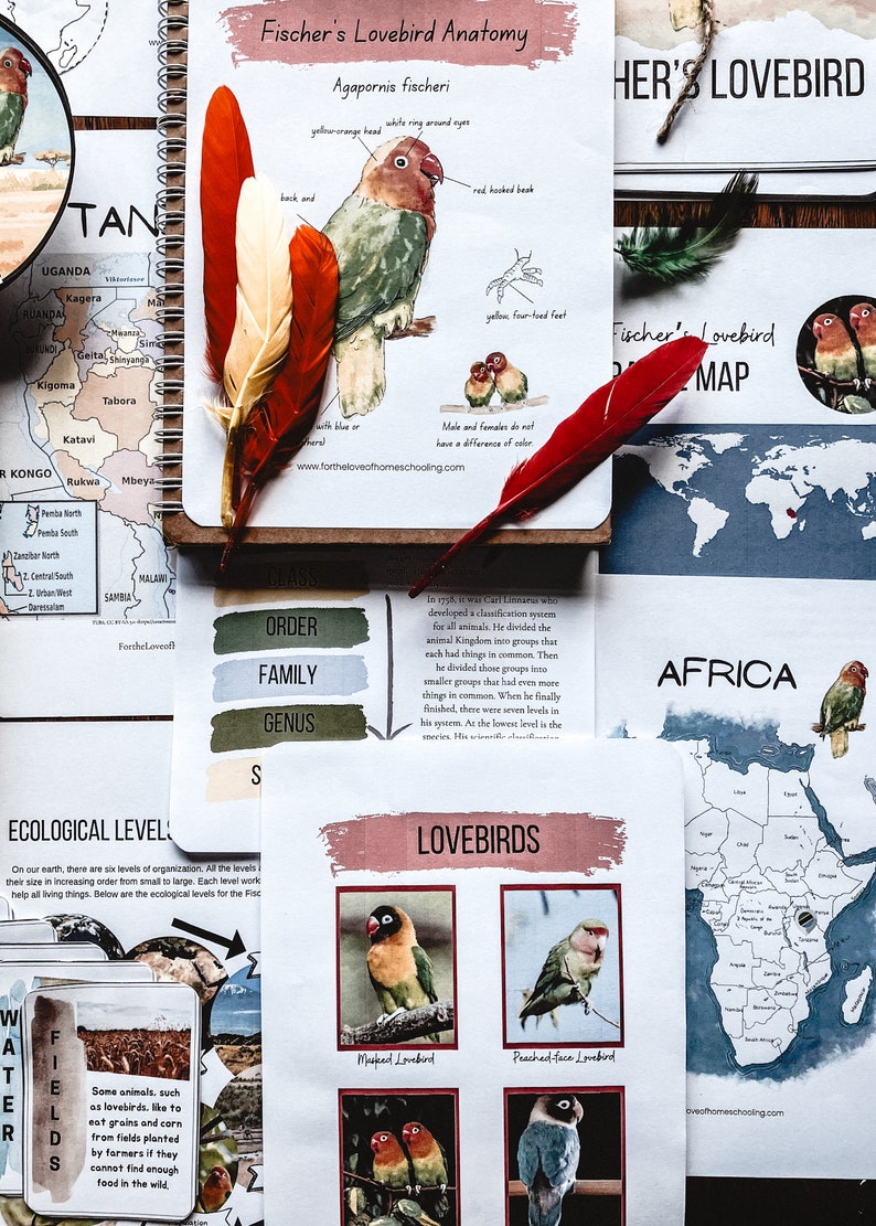 Fischer's Lovebird Unit Study - Etsy