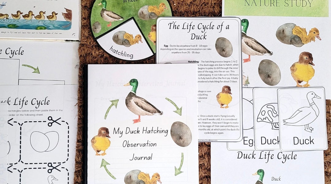 Duck Life Cycle Nature Study - Etsy