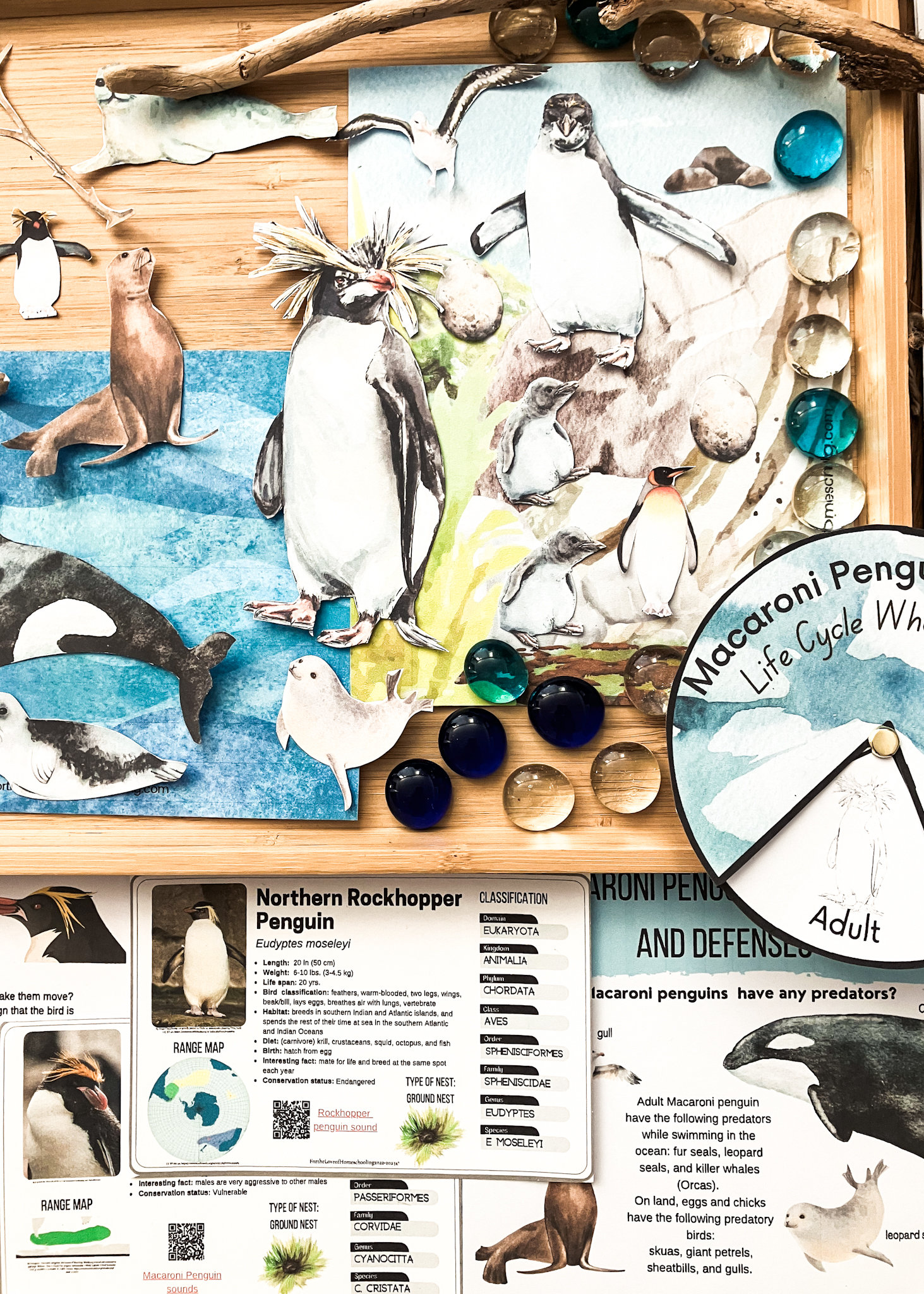 Macaroni Penguin Unit Study - Etsy