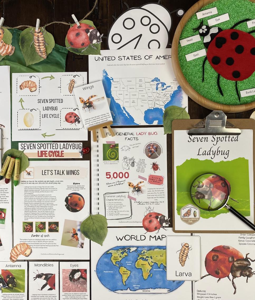 Seven Spotted Ladybug Unit Study - Etsy