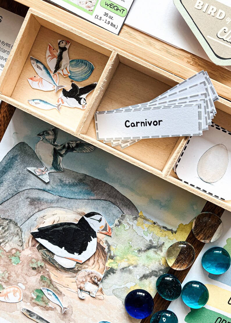 Atlantic Puffin Unit Study - Etsy