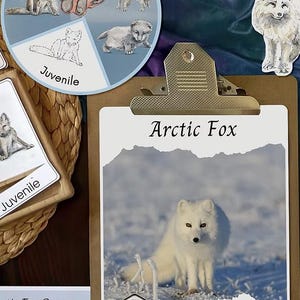 Arctic Fox Nature Study - Etsy