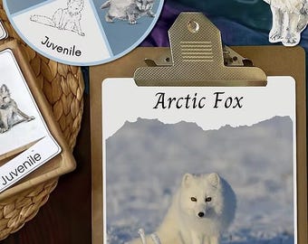 Arctic Fox Mini Study: Life Cycle and Anatomy, Lesson Plan, Winter ...