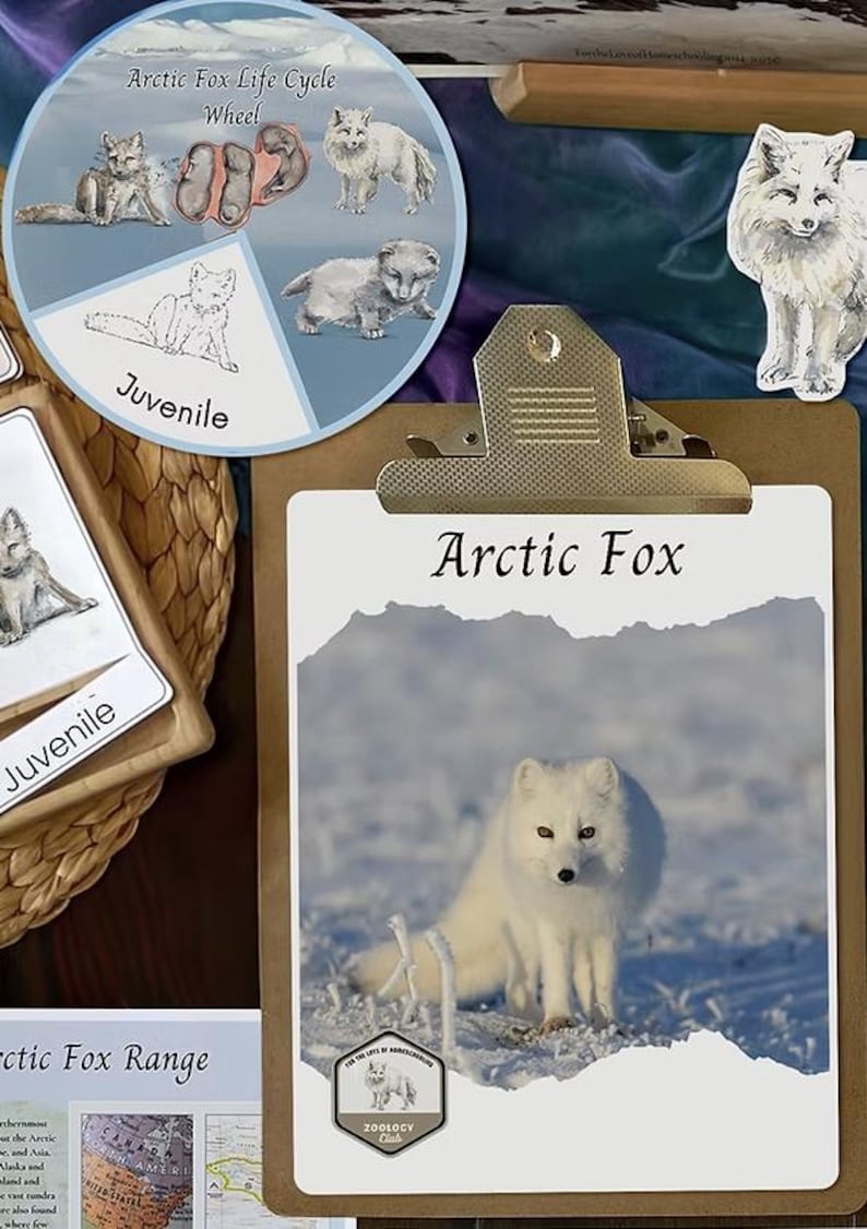 Arctic Fox Nature Study - Etsy