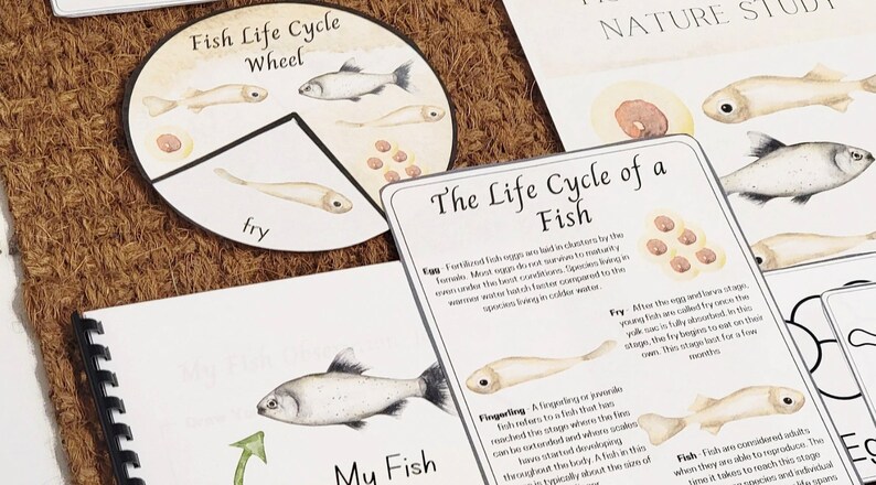 Fish Life Cycle Nature Study - Etsy