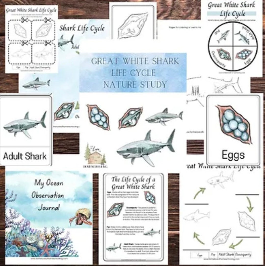 Shark Life Cycle Nature Study - Etsy