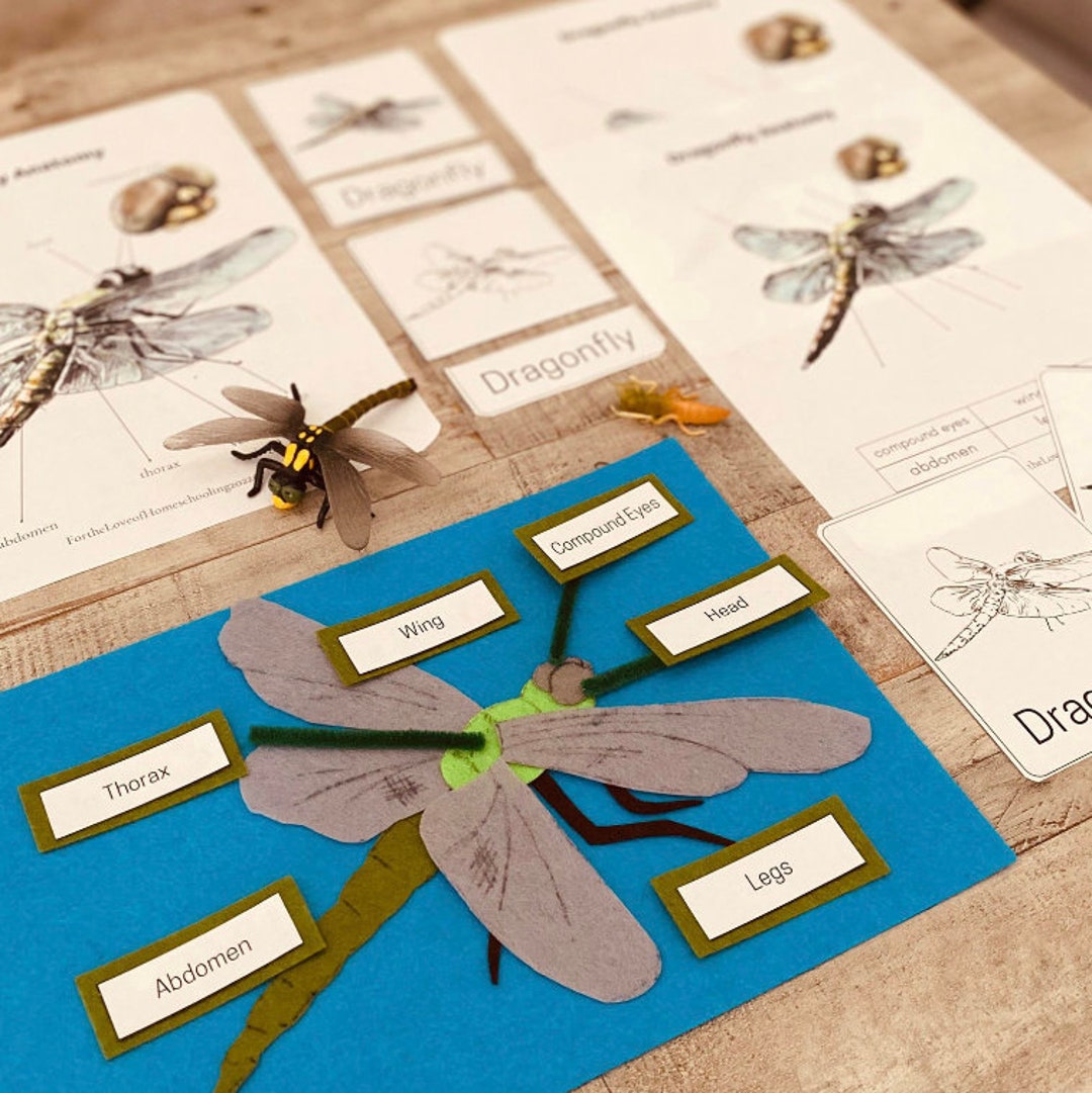 Dragonfly Felt Anatomy Pack - Etsy