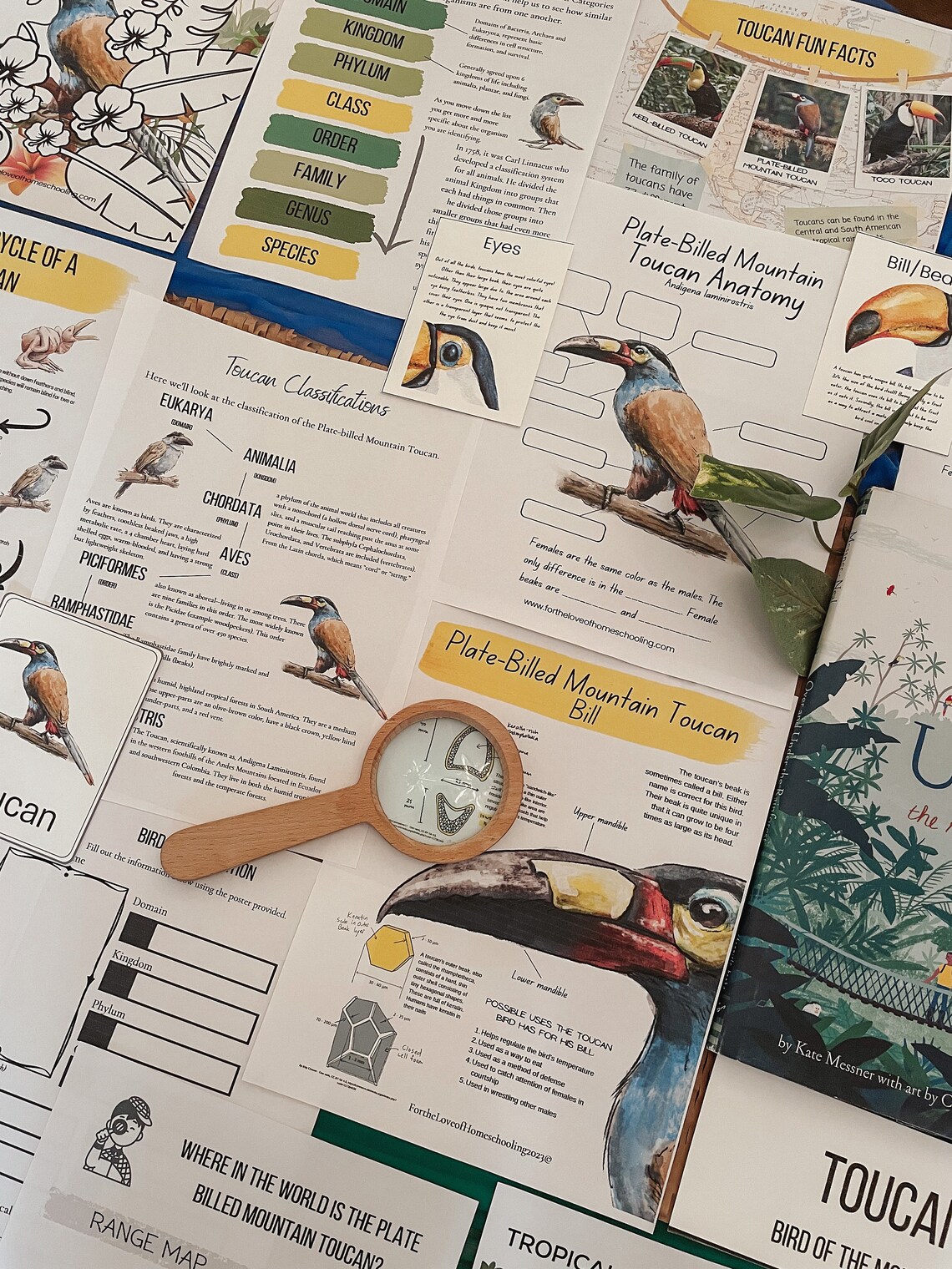 Plate-billed Mountain Toucan Nature Study - Etsy