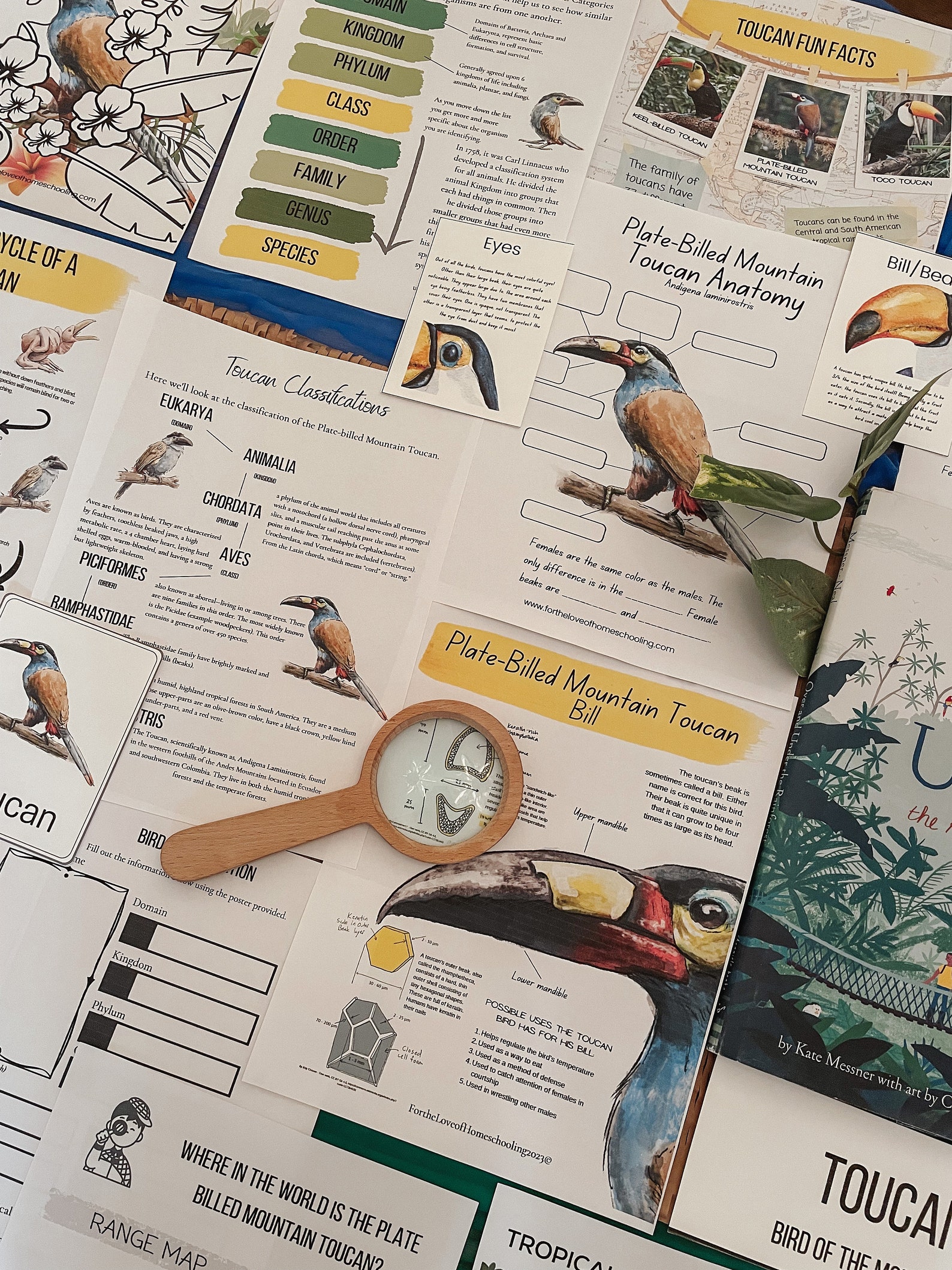 Plate-billed Mountain Toucan Nature Study - Etsy