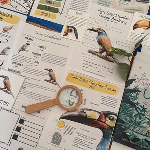 Plate-billed Mountain Toucan Nature Study - Etsy