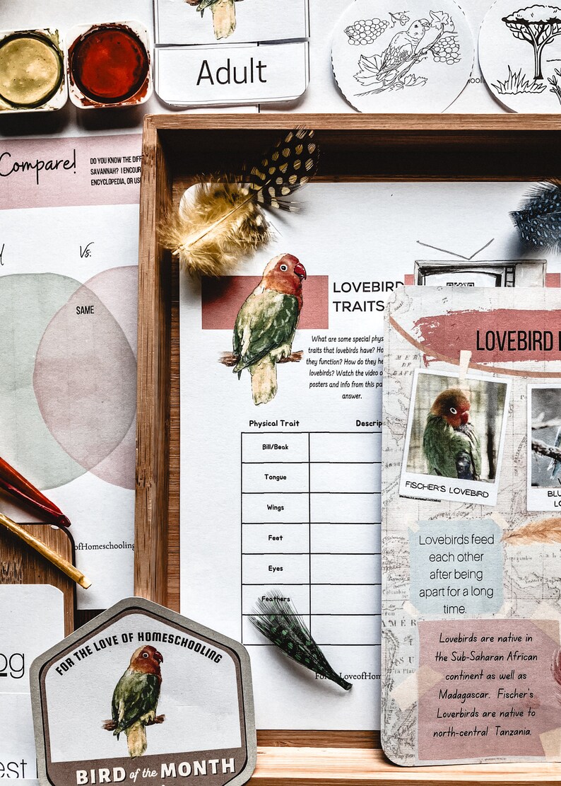 Fischer's Lovebird Unit Study - Etsy