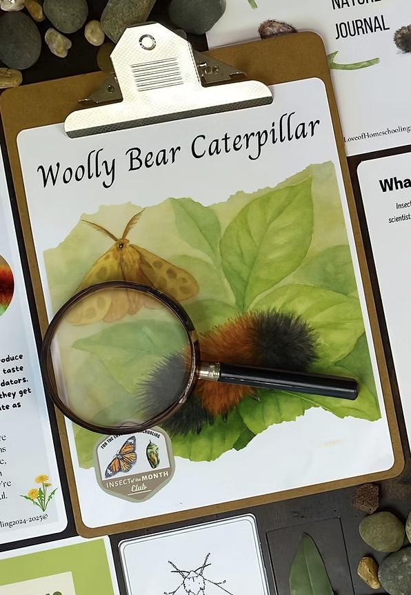 Woolly Bear Caterpillar Nature Study - Etsy