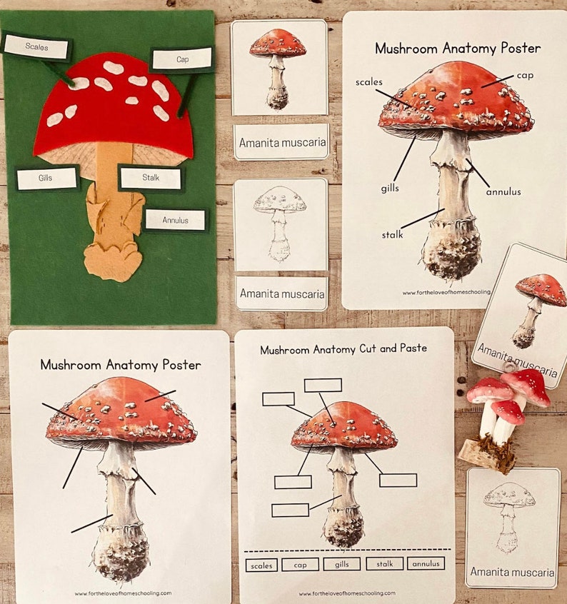 Mushroom Anatomy Felt Unit - Etsy
