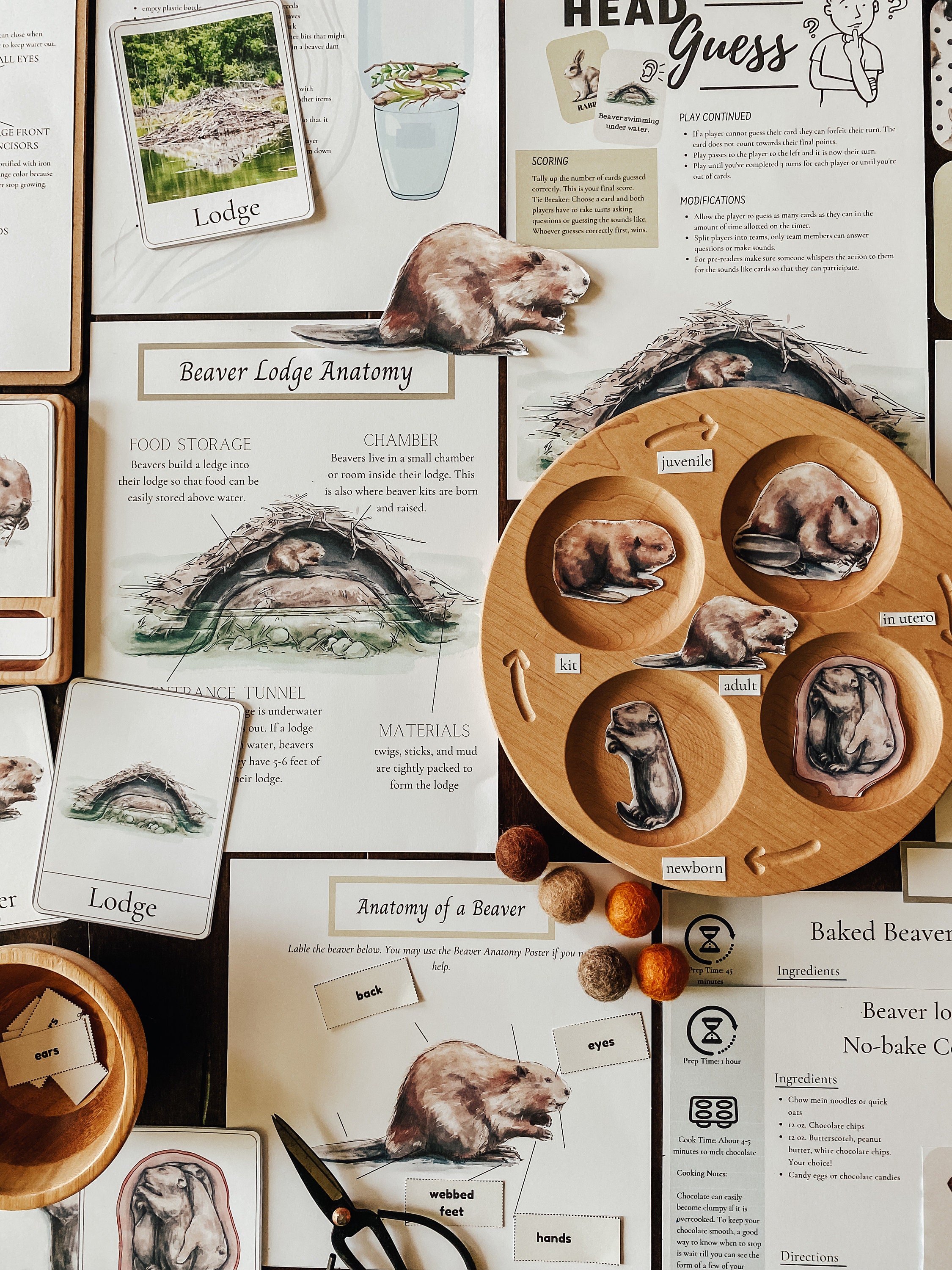 Animal Homes Nature Study - Etsy