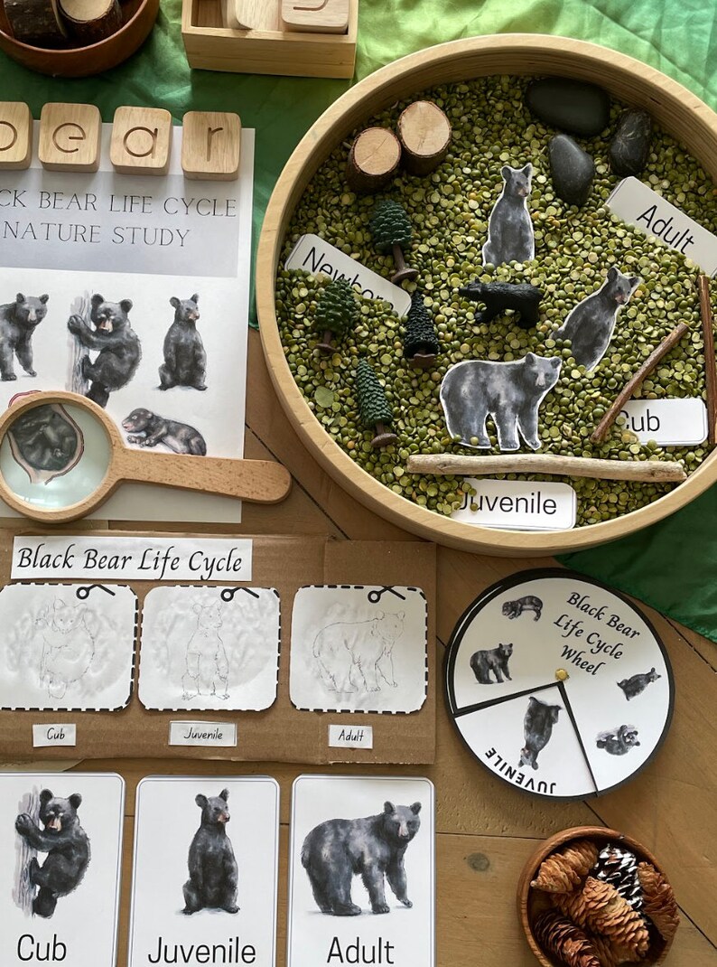 Black Bear Life Cycle Nature Study - Etsy