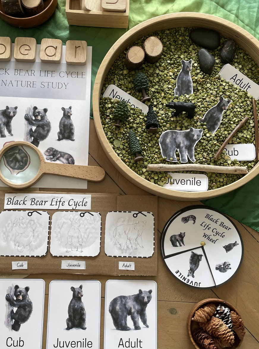 Black Bear Life Cycle Nature Study - Etsy