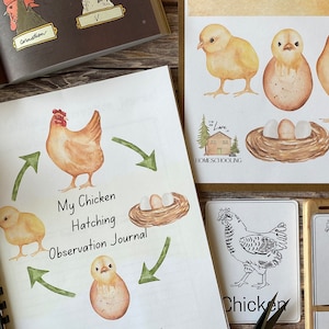 Chicken Life Cycle Nature Study - Etsy