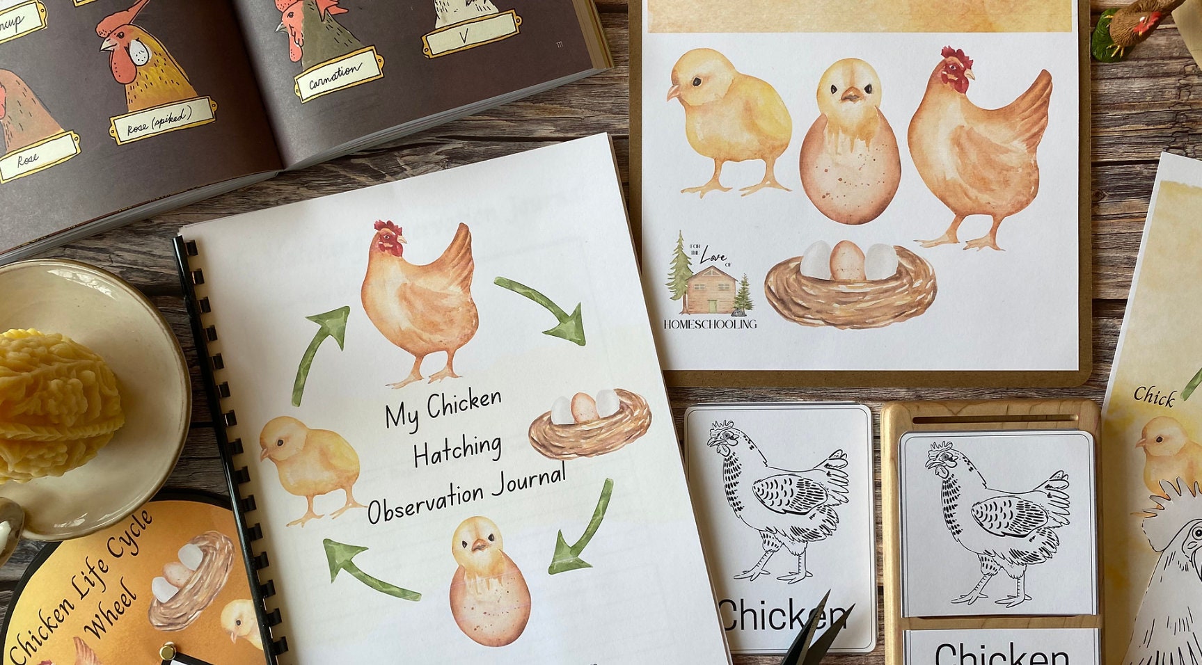 Chicken Life Cycle Nature Study - Etsy