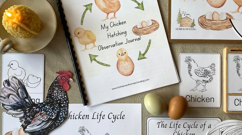 Chicken Life Cycle Nature Study - Etsy