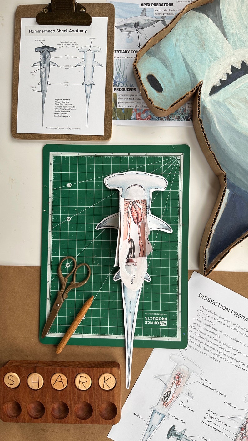 Hammerhead Shark Dissection - Etsy