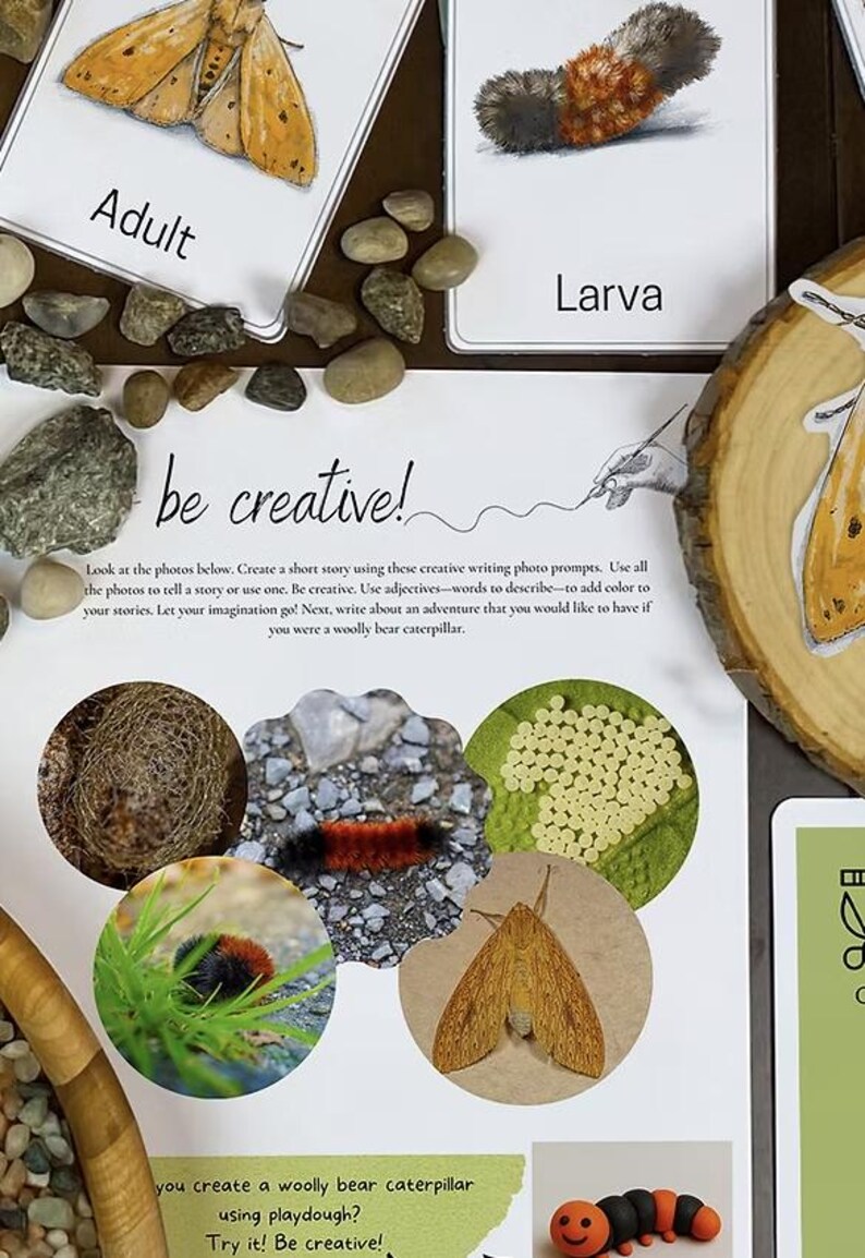 Woolly Bear Caterpillar Nature Study - Etsy