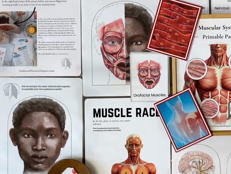 The Muscular System Nature Study - Etsy