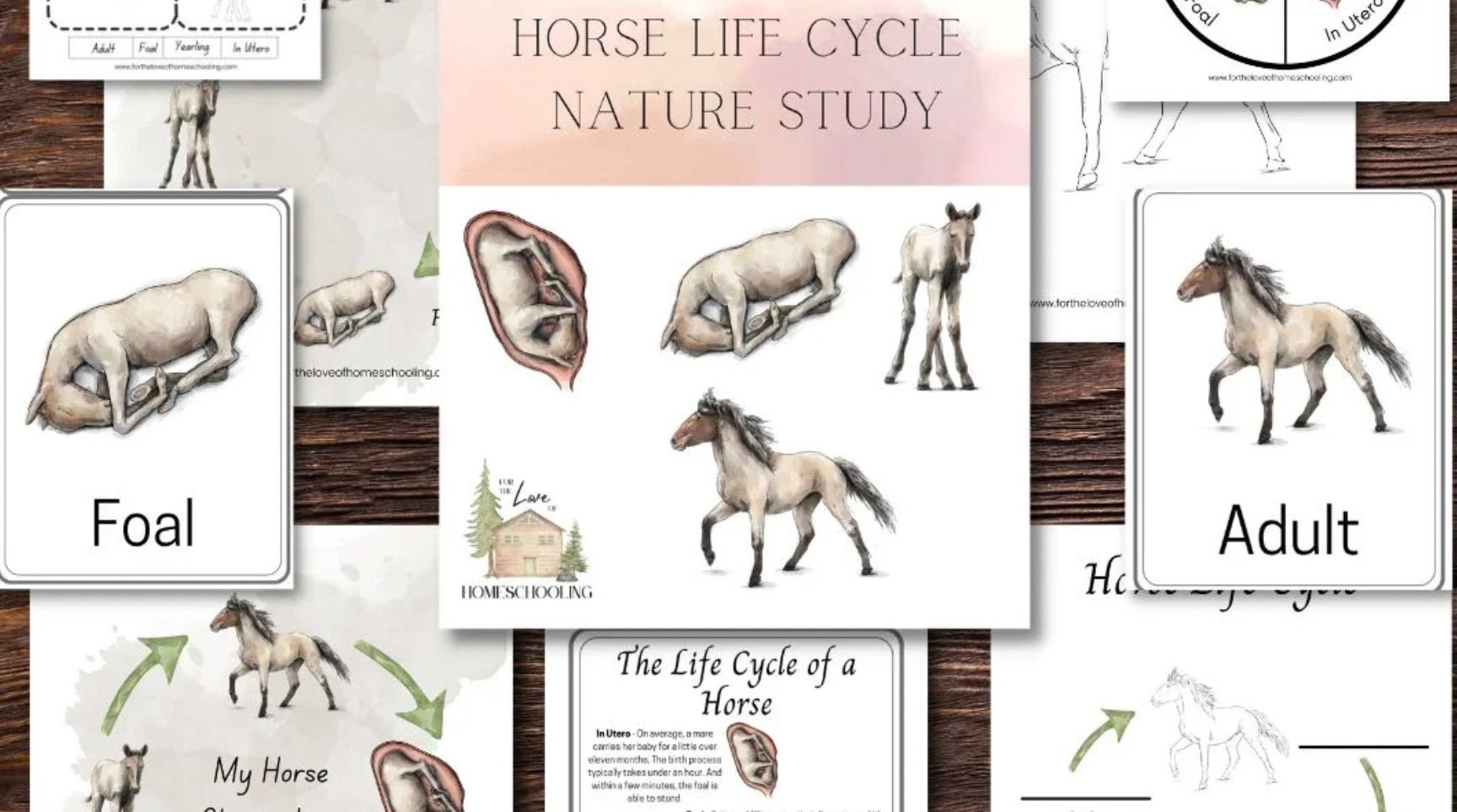 Horse Life Cycle Nature Study - Etsy
