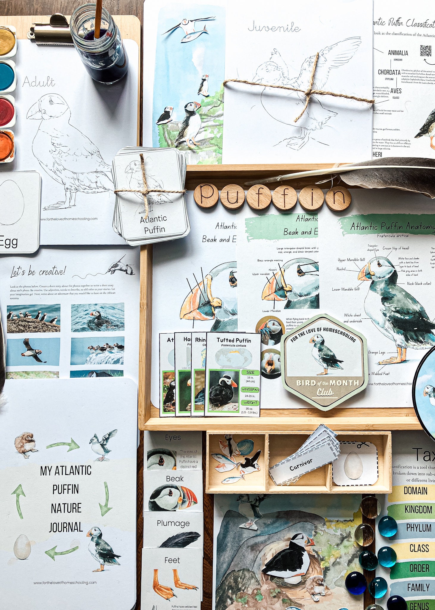 Atlantic Puffin Unit Study - Etsy