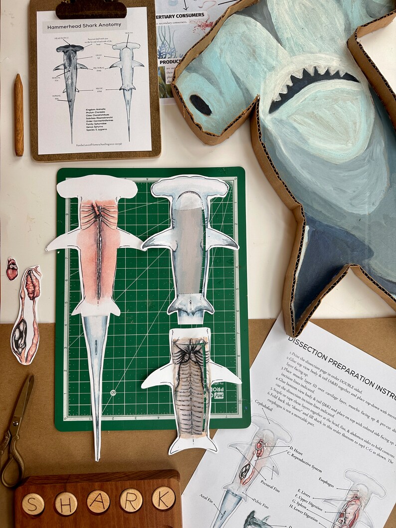 Hammerhead Shark Dissection - Etsy