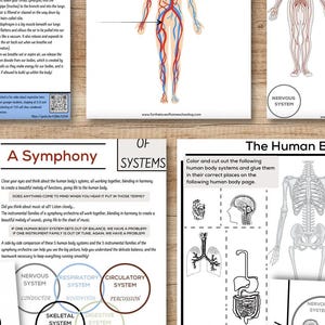 Human Body Mini Bundle - Etsy