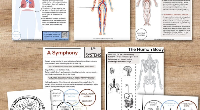 Human Body Mini Bundle - Etsy