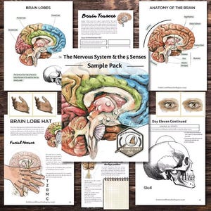Sample Nervous System & 5 Senses Unit! - Etsy