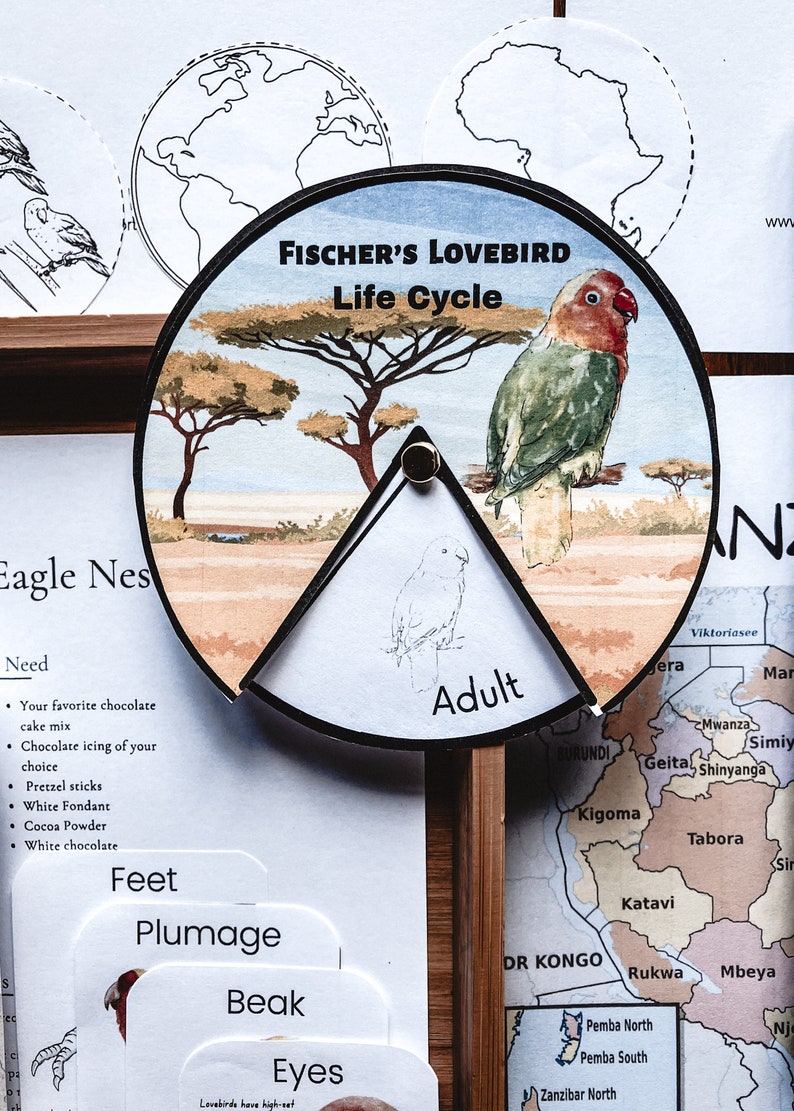 Fischer's Lovebird Unit Study - Etsy