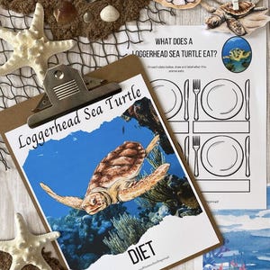 Loggerhead Sea Turtle Nature Study - Etsy