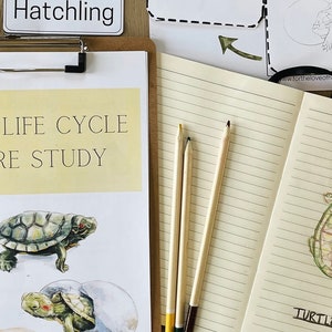Turtle Life Cycle Nature Study - Etsy