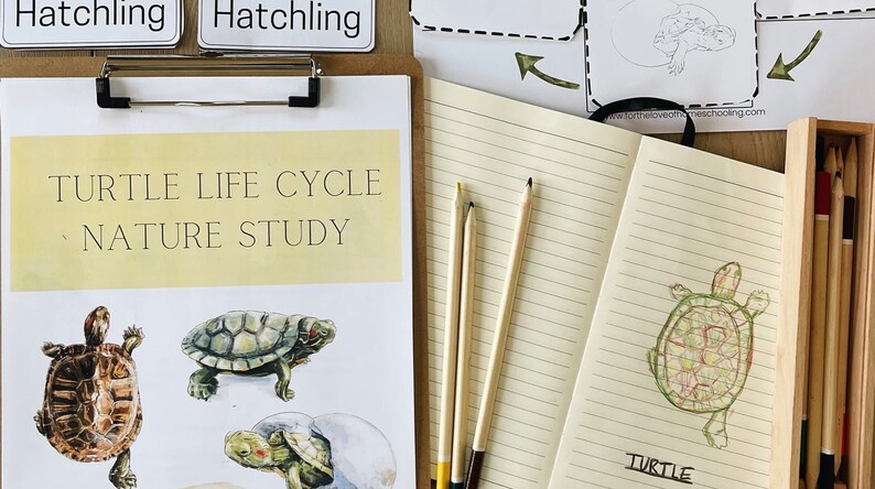 Turtle Life Cycle Nature Study - Etsy